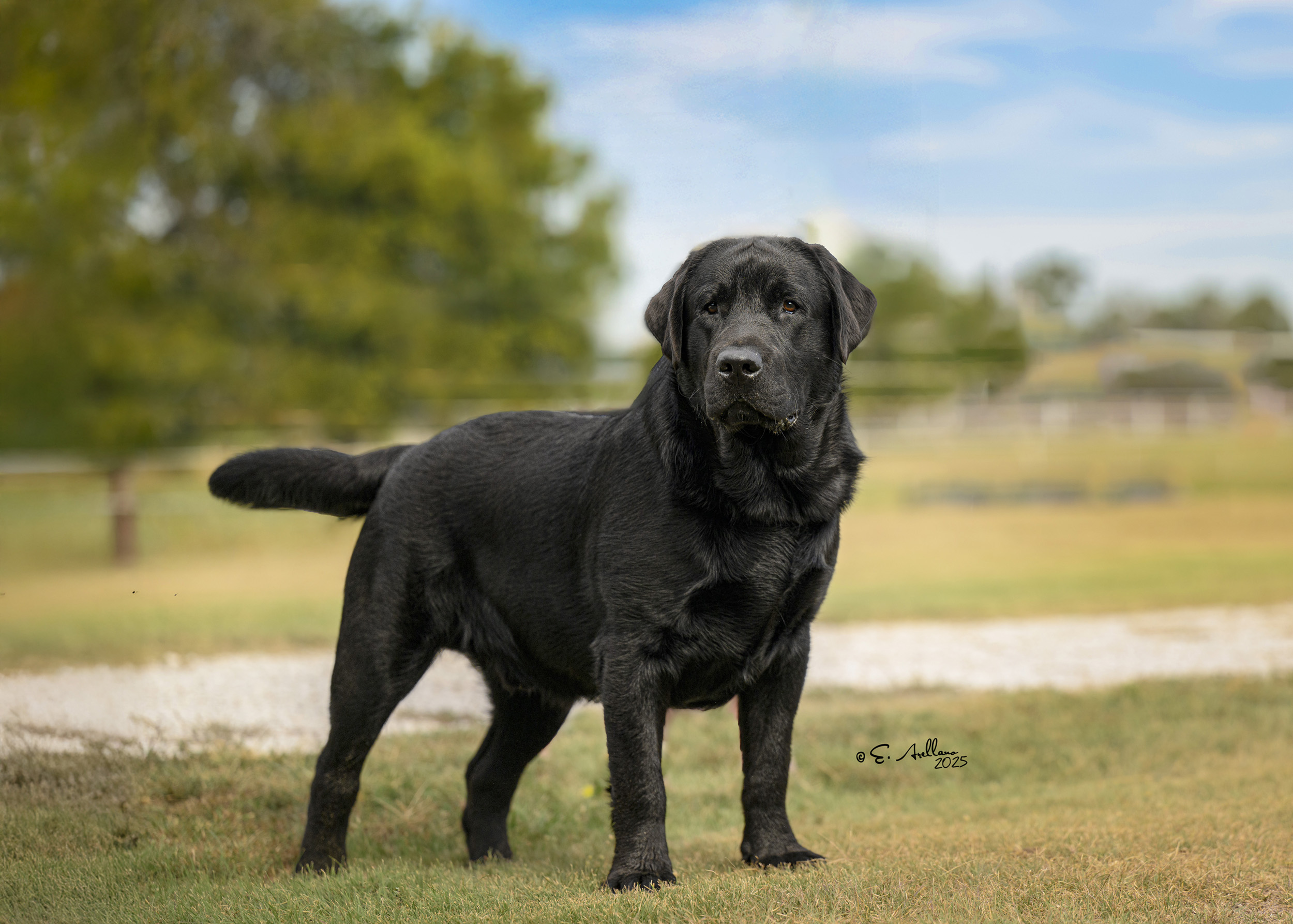 Dickendall Labrador Puppies Texas - Texas Labrador Puppies - Texas ...